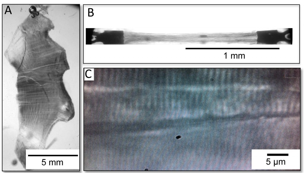 Remodeling of the mouse diaphragm during the development of heart ...